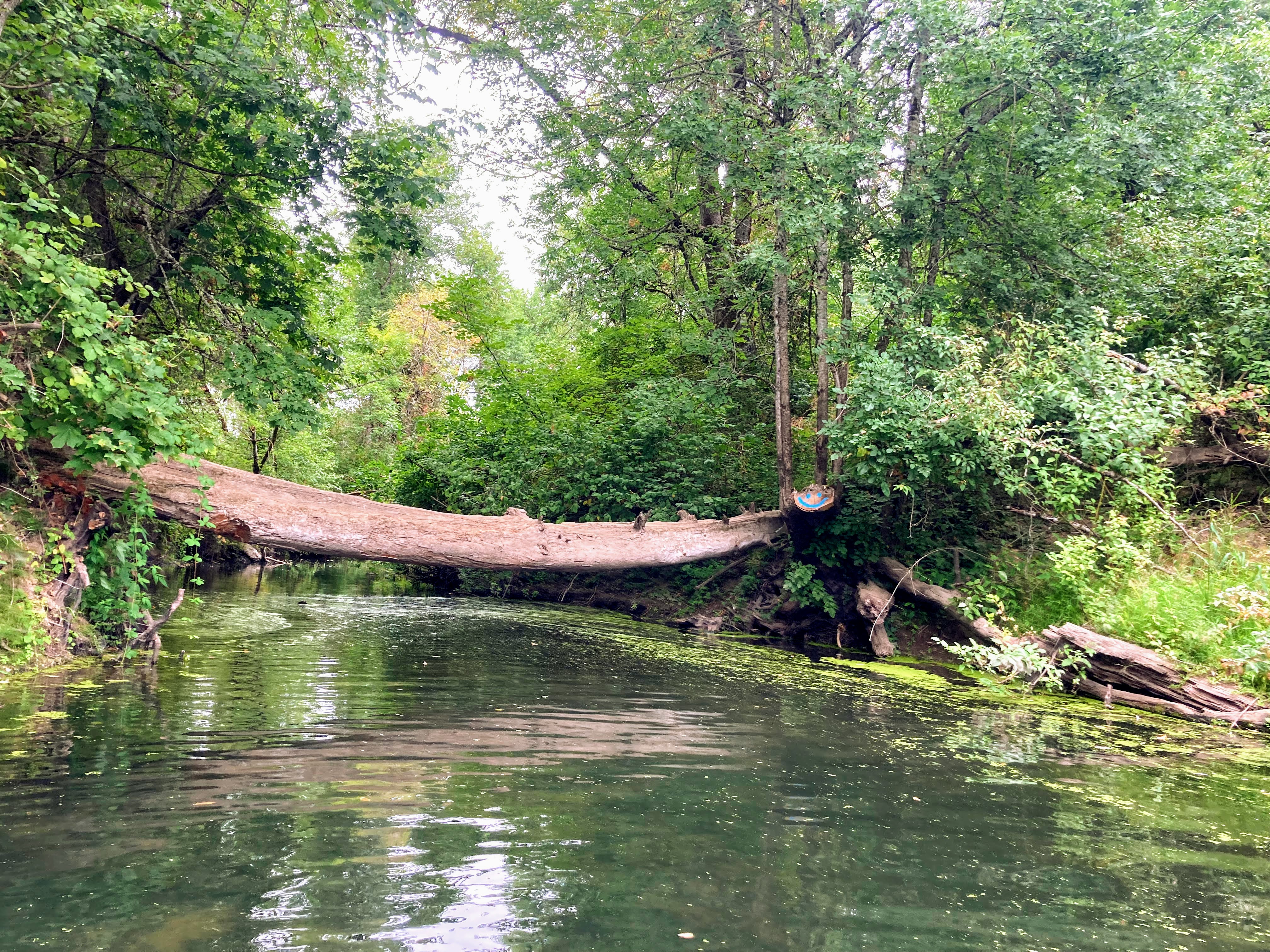 Tualatin River – Oregon Paddling