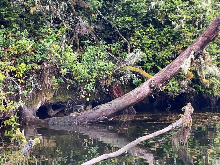 Tahkenitch Lake – Oregon Paddling